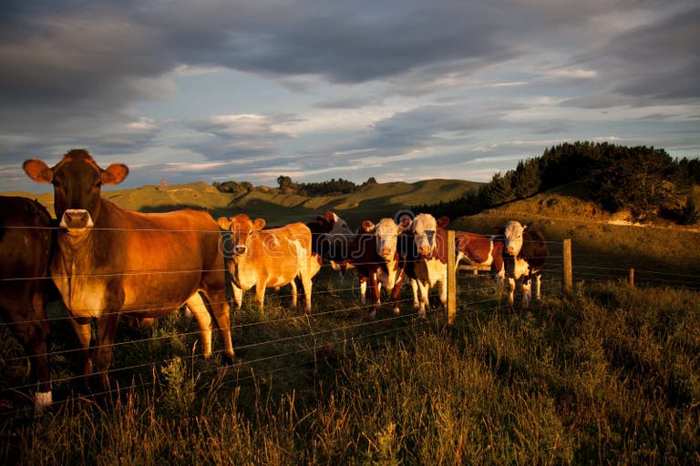 18,292 Cattle Sunset Stock Photos - Free & Royalty-Free Stock Photos ...