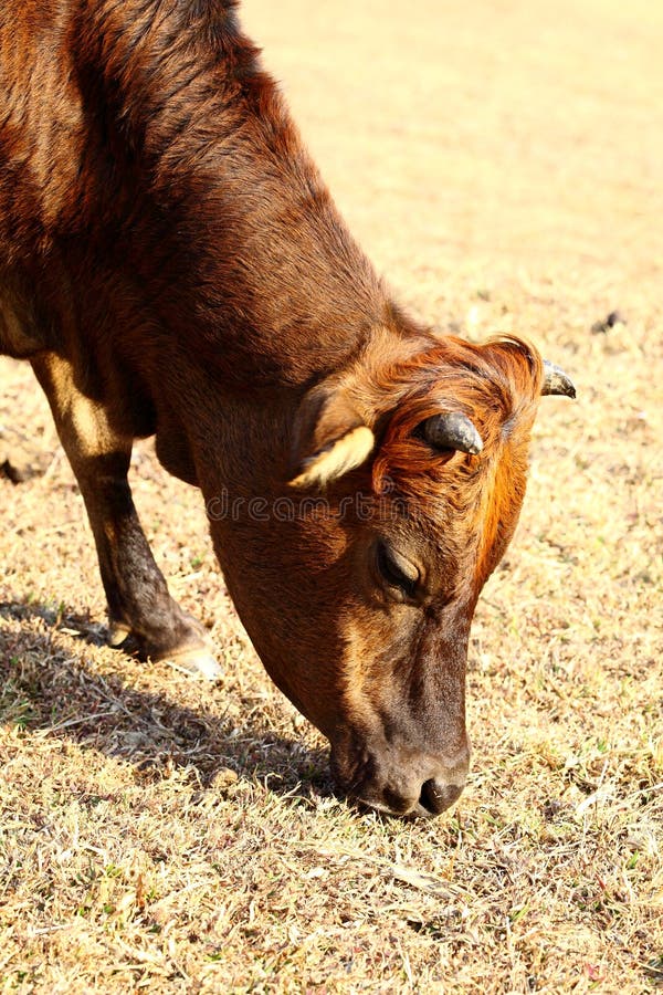 The Cattle stock photo. Image of straw, eating, animals - 17973094