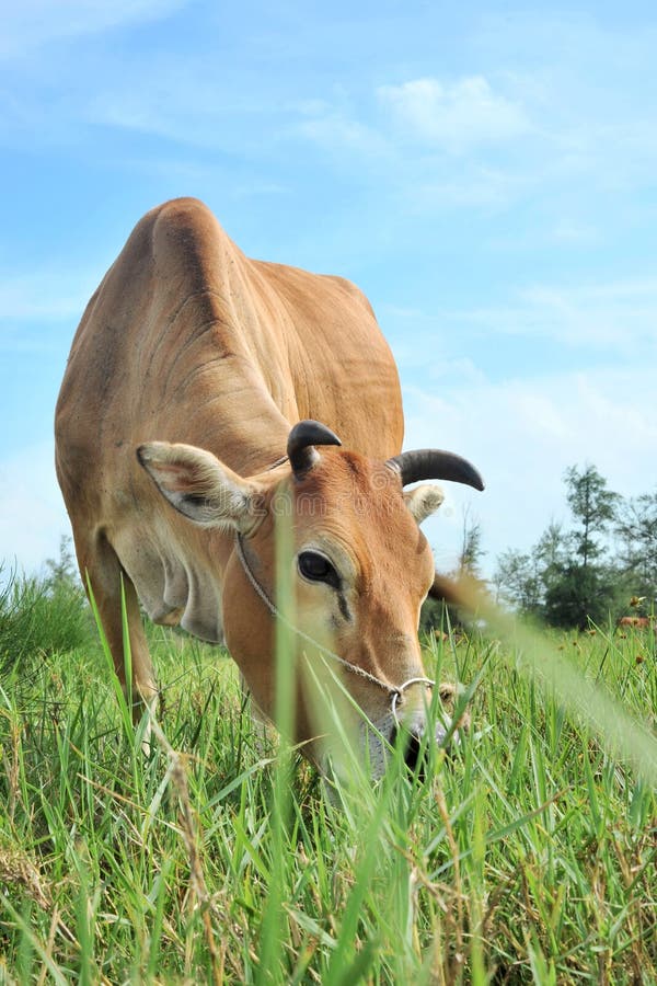 Cow lunch stock photo. Image of promenade, environment - 70754432