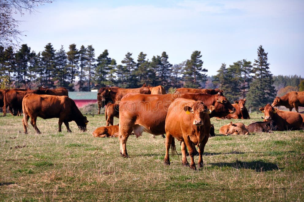 Cattle stock image. Image of beef, america, grass, graze - 21725819