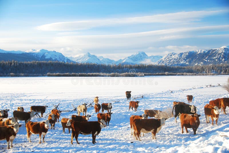 Cattle stock image. Image of frost, winter, british, ranch - 3841313