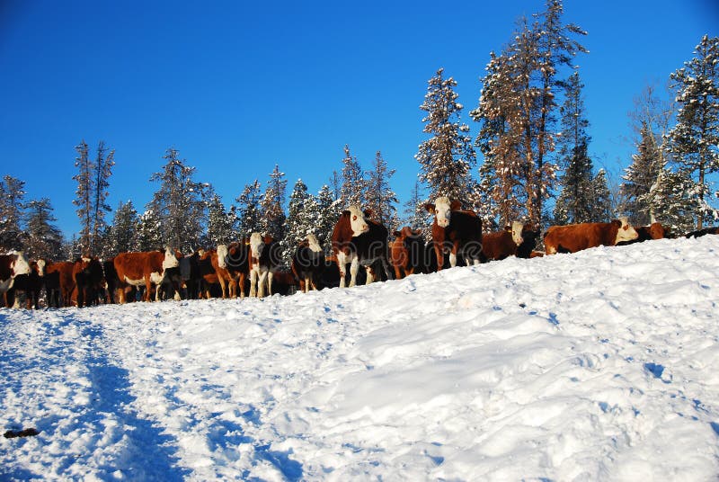 Cattle stock photo. Image of snow, british, winter, frost - 3841398