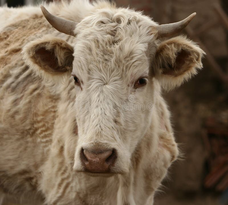 Texas Longhorn Cattle Bull Eye Stock Image - Image of beef, looking ...