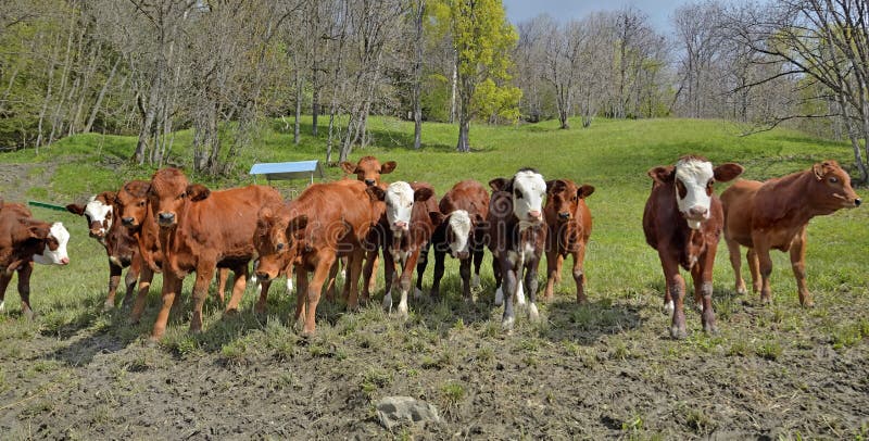 Young Calves Lying in the Grass Stock Photo - Image of young, animals ...