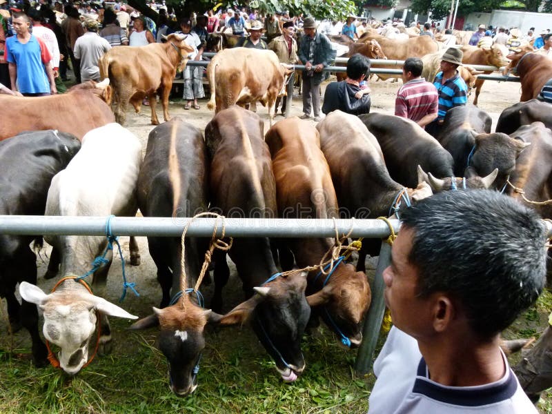 Cattle editorial stock photo. Image of central, java - 68861503