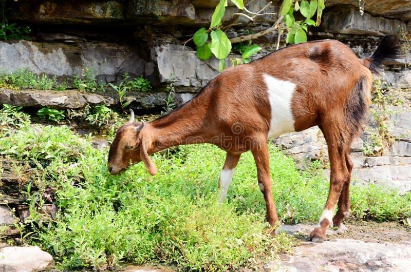 Cattle Animal Goat Eating Grass on Mountain. Stock Image - Image of ...