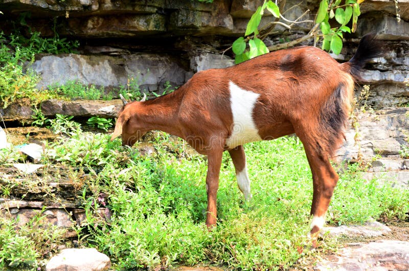 Cattle Animal Goat Eating Grass on Mountains. Stock Image - Image of ...