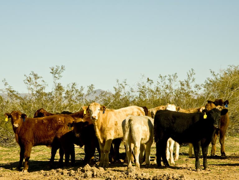 Cattle on Arizona s Range. stock photo. Image of landscape - 5630634
