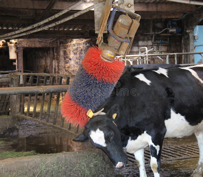 Automatic Back Scratching Machine