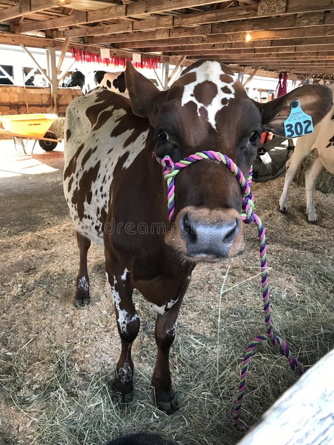 Cattle barn at the fair editorial stock image. Image of county - 101344009