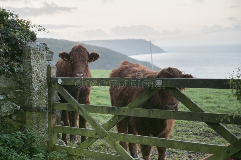 Cattle at the beach stock image. Image of ocean, rustic - 76050659