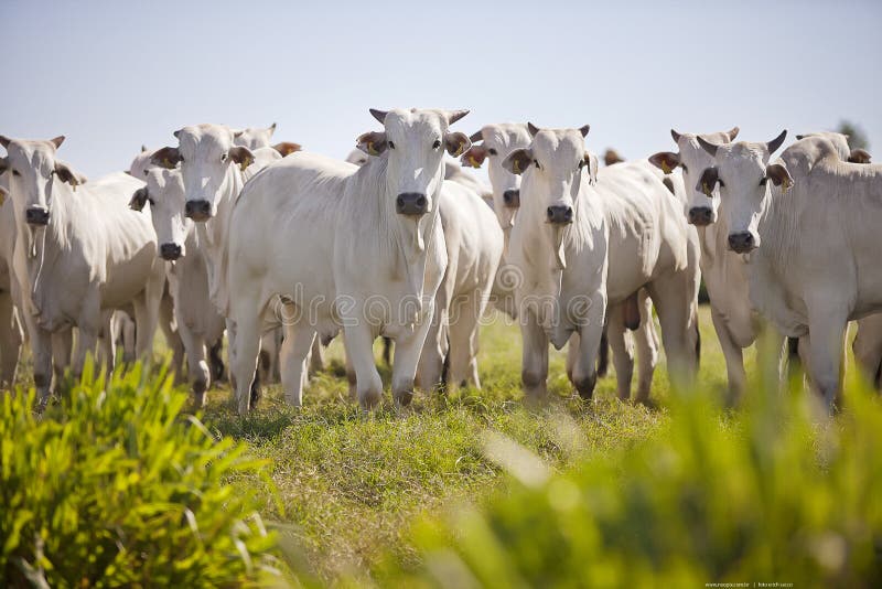 Nellore Cattle in the Pasture of Brazilian Farms Stock Photo - Image of ...