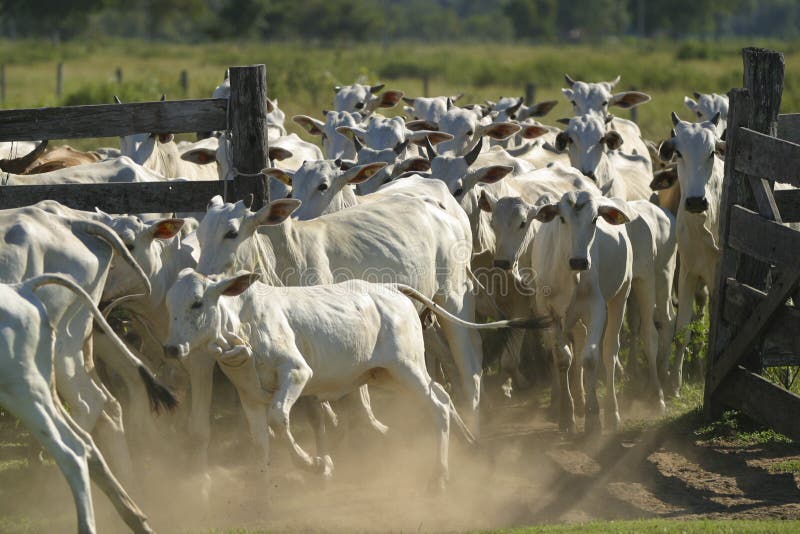 Cattle and Beef Cows from Brazilian Farms Stock Photo - Image of milk ...