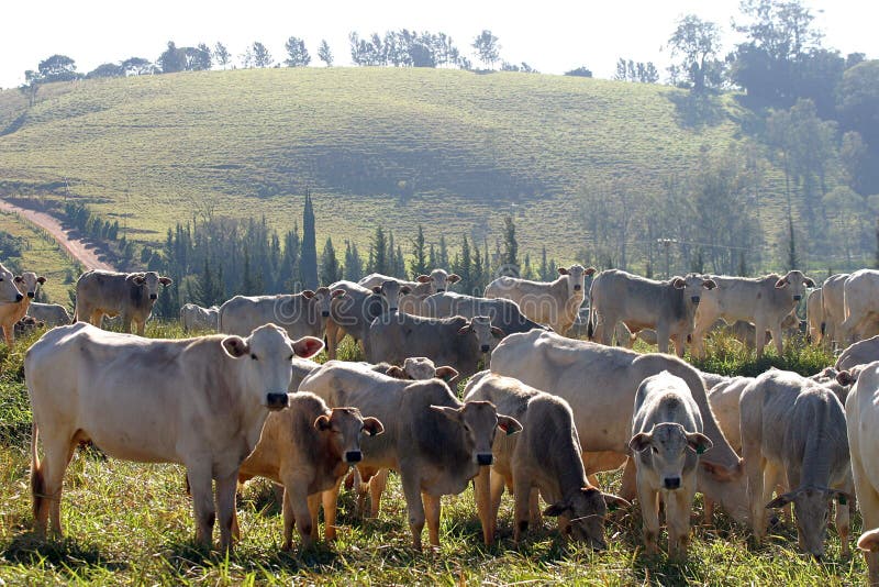 Cattle stock image. Image of nature, brazil, rural, beef - 51004015