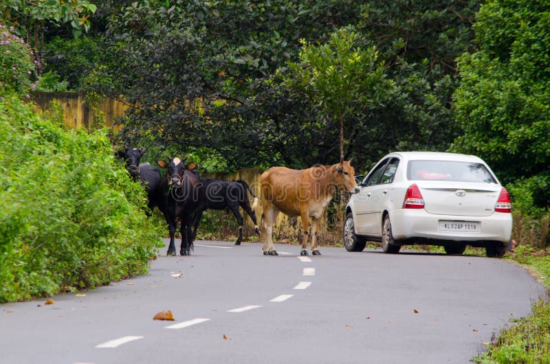 Cattle blocking the road editorial stock photo. Image of animal - 79058938