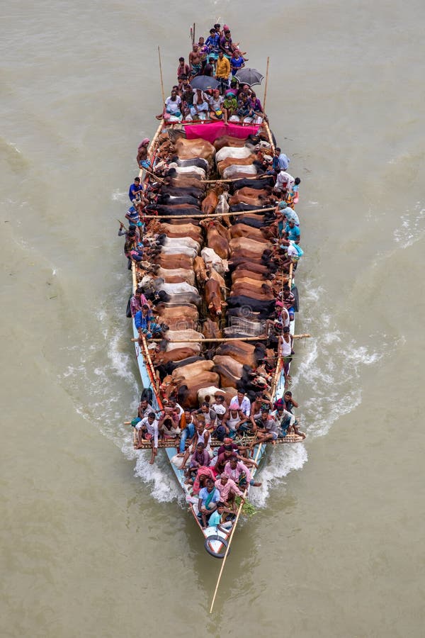 Cattle Boat on the River in Bangladesh Editorial Stock Photo - Image of ...