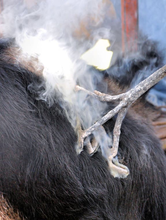 Cattle branding stock image. Image of mark, detail, tools - 13399719