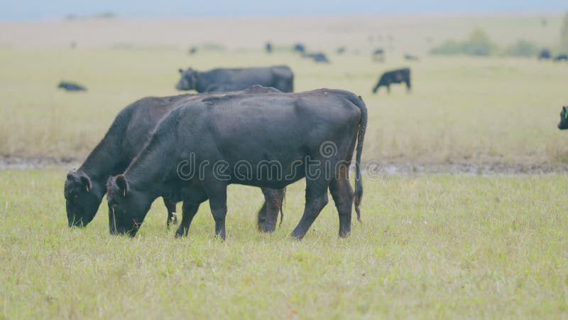 Cattle Brazing in Fields. Black Angus Cows As Herd. Powerful Black Cow ...