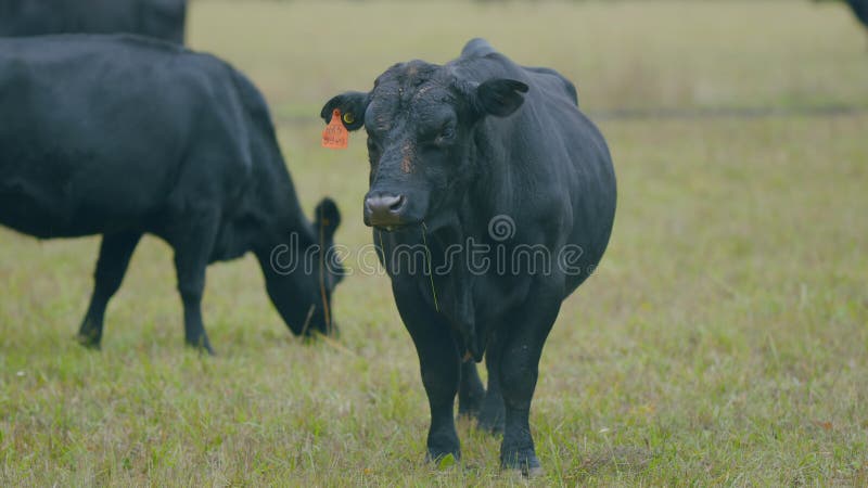 Cattle Brazing in Fields. Black Angus Cows As Herd. Powerful Black Cow ...