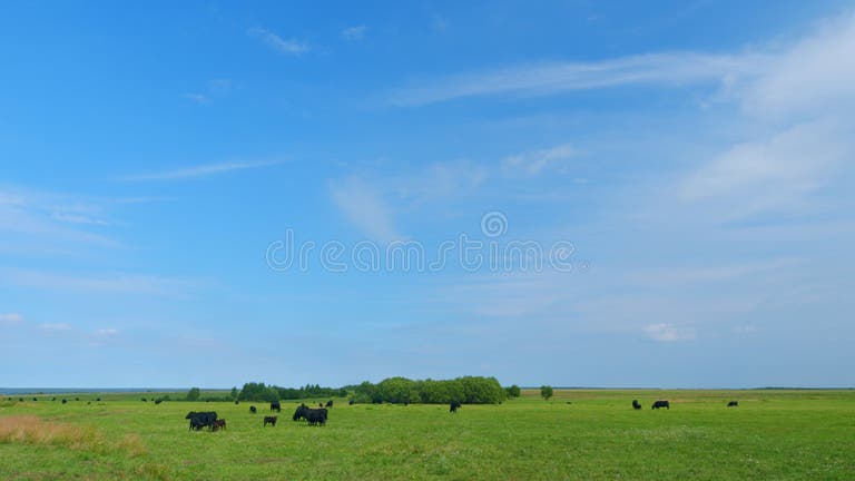 Cattle Brazing in Fields. Black Angus Cows As Herd. Powerful Black Cow ...