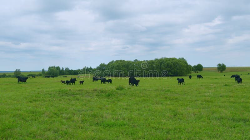 Cattle Brazing in Fields. Black Angus Cows As Herd. Powerful Black Cow ...