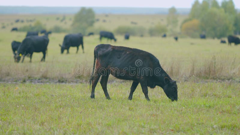 Cattle Brazing in Fields. Black Angus Cows As Herd. Powerful Black Cow ...