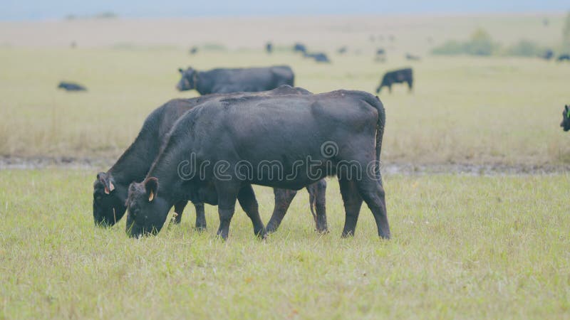 Cattle Brazing in Fields. Black Angus Cows As Herd. Powerful Black Cow ...