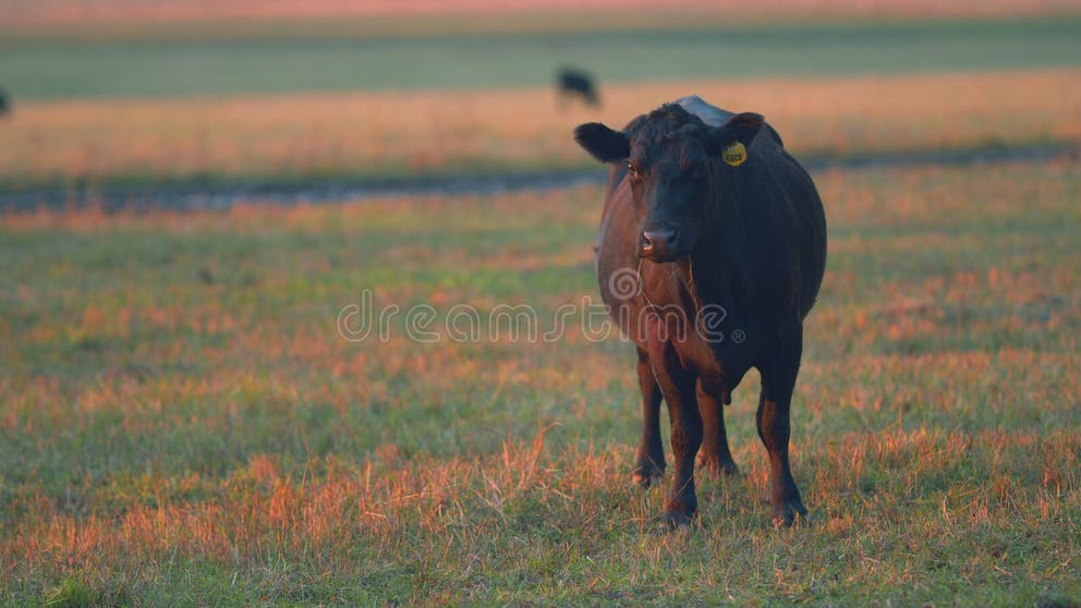 Cattle Brazing in Fields. Black Angus Cows As Herd. Powerful Black Cow ...