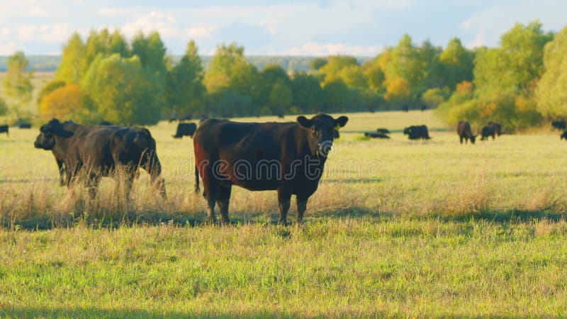 Cattle Brazing in Fields. Black Angus Cows As Herd. Powerful Black Cow ...