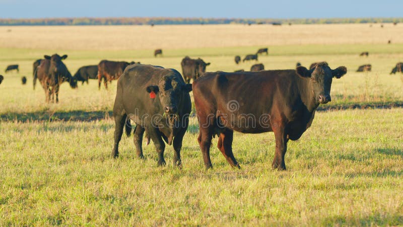Cattle Brazing in Fields. Black Angus Cows As Herd. Powerful Black Cow ...