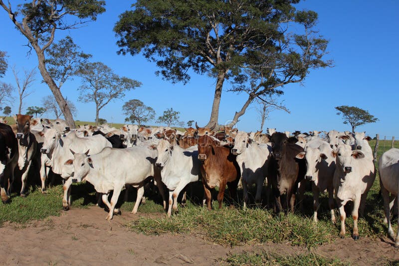 Cattle Breeding stock photo. Image of rural, area, countryside - 363878