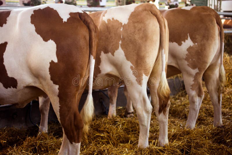 Cattle breeding concept stock image. Image of cows, body - 133599649