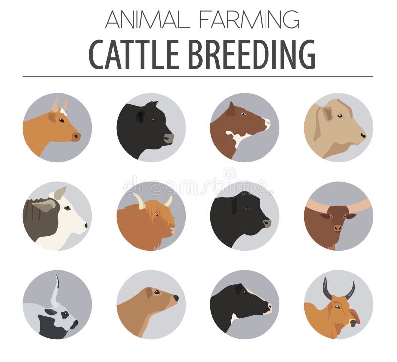 Cattle Farming Infographic Template. Cow, Bull, Calf Family Stock ...