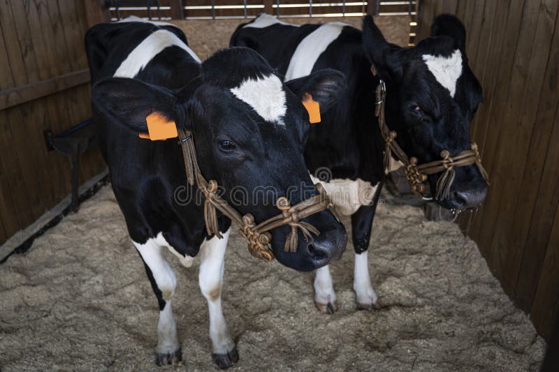 Cattle Breeding. a Cow and Calf are Standing in a Cage. Stock Photo ...