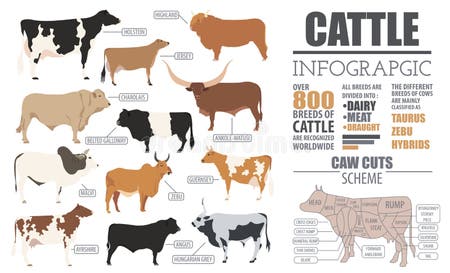 Cattle Breeding Infographic Template. Flat Design Stock Vector ...