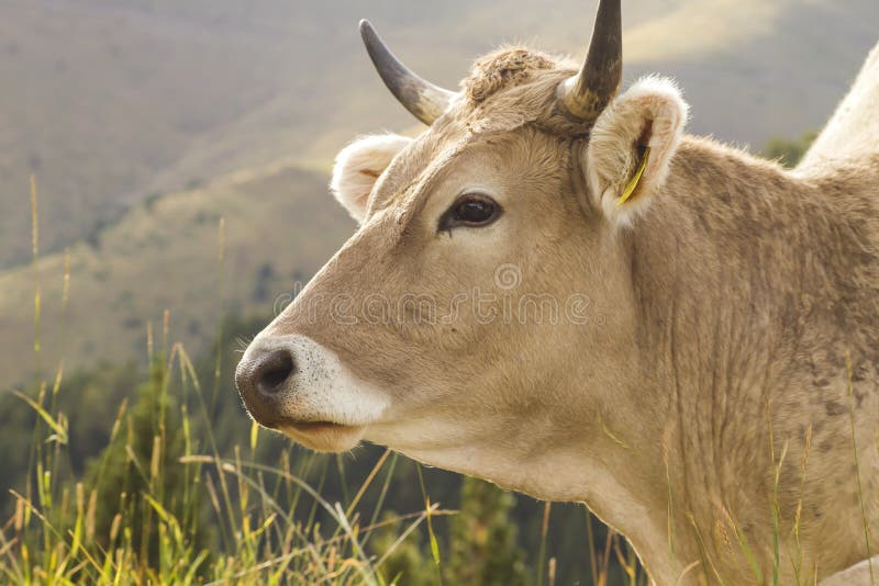2,425 Cow Profile Stock Photos - Free & Royalty-Free Stock Photos from ...