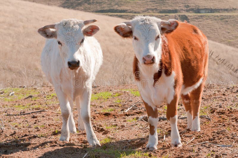 Cattle in California stock photo. Image of grazing, domestic - 21639696