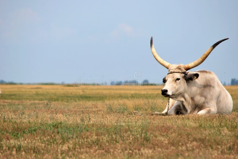 Ox in countryside stock photo. Image of animal, field - 11001764