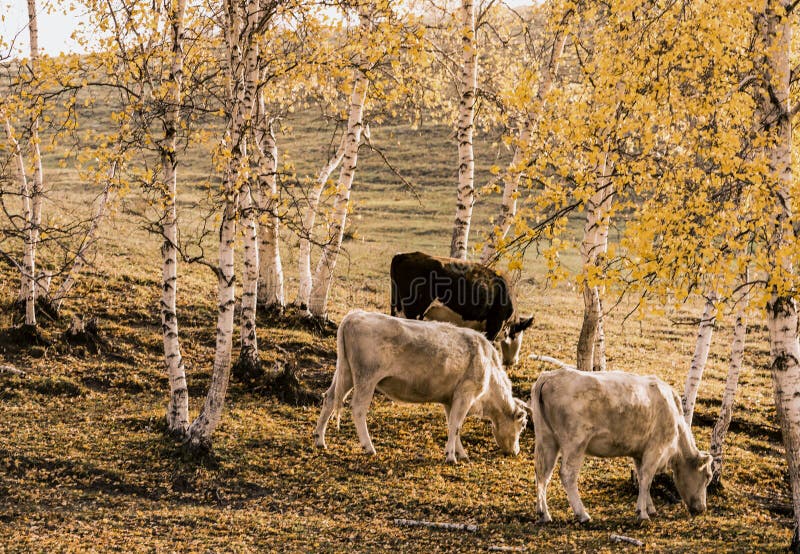 Cattle stock photo. Image of china, scenery, autumn, cattle - 93878898