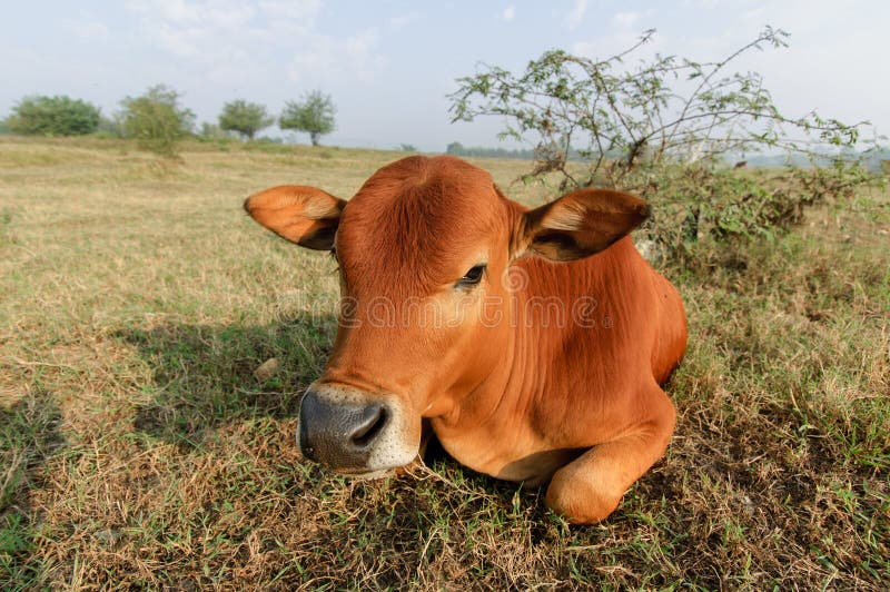 Cattle stock image. Image of farmland, outdoor, meat - 34190171