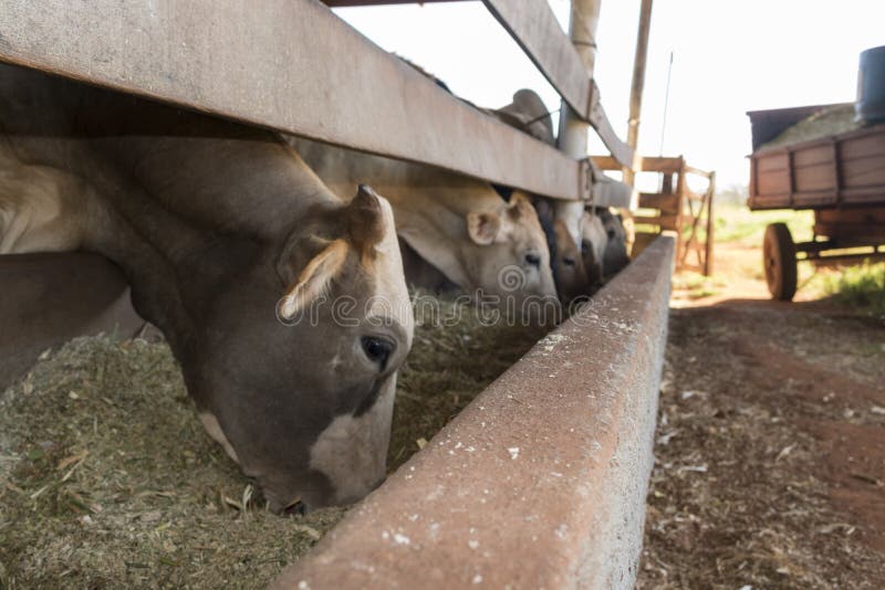 Cattle on Confinement in Farm Stock Image - Image of land, confinement ...