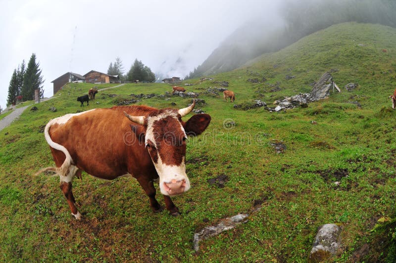 Cattle licking rock stock image. Image of rock, brown - 34235671