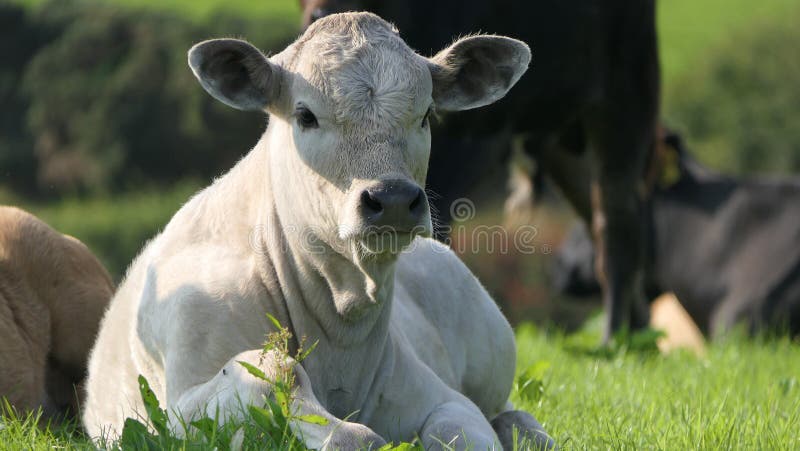Cattle Cows and Calves Eating Grass in a Field at Farm in UK Stock ...