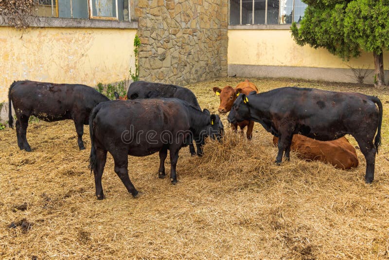 Cattle Cows Eating Hay stock photo. Image of feed, domestic - 278247038