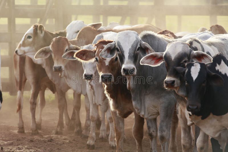 Cattle stock image. Image of south, america, nature, farming - 34327767