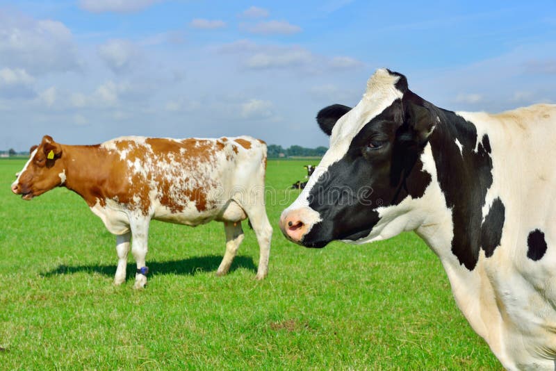 Typical Dutch cows stock image. Image of country, agricultural - 890789