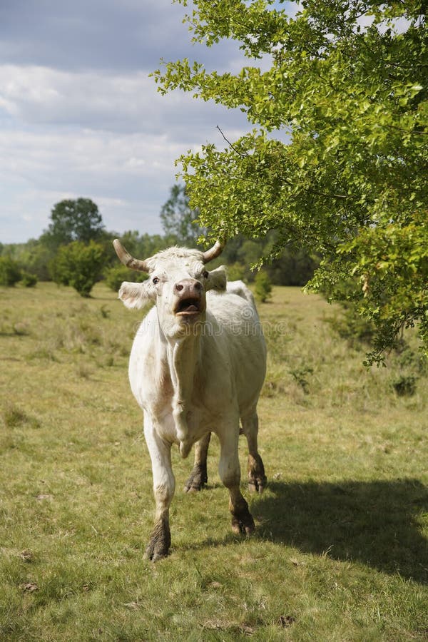 Cattle Cows Graze in the Meadow and Eat the Leaves of the Tree. Keeping ...