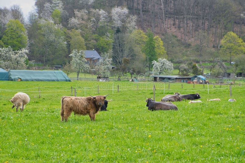 Cattle, Cows in a Pasture with Tall Green Grass Stock Image - Image of ...