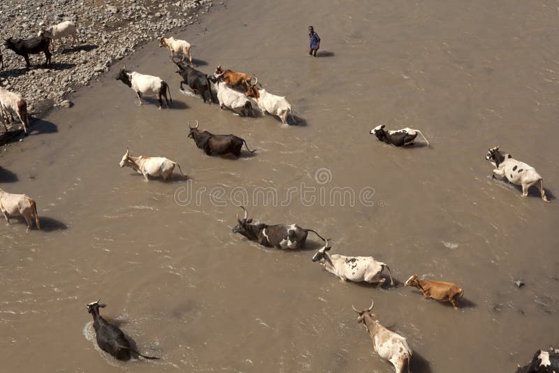 Cattle Crossing a River, Ethiopia Editorial Photo - Image of crossing ...