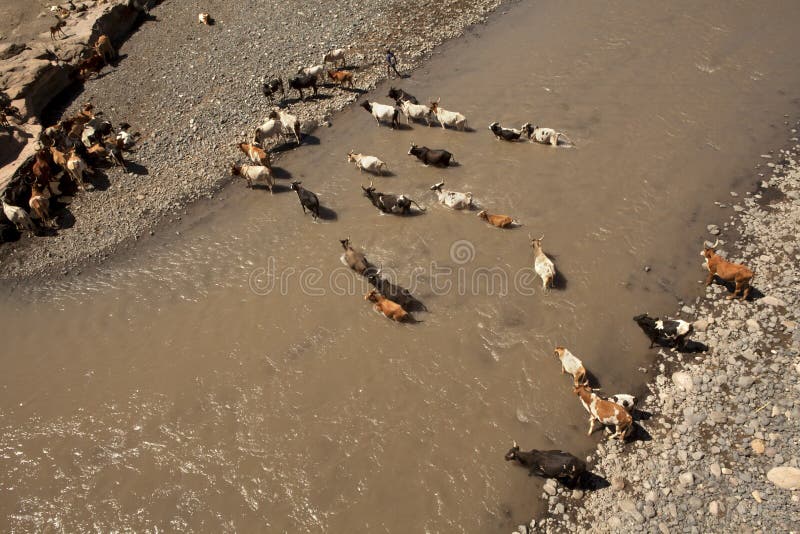 Cattle Crossing a River, Ethiopia Editorial Stock Photo - Image of ...